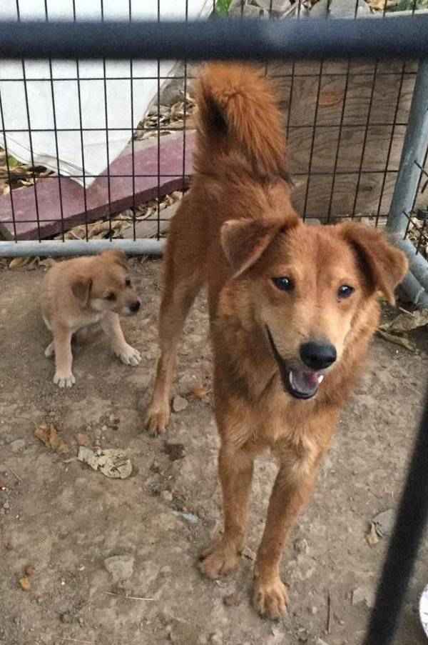 I Love My Island Dog Association – Non Profit Organisation, supported ...